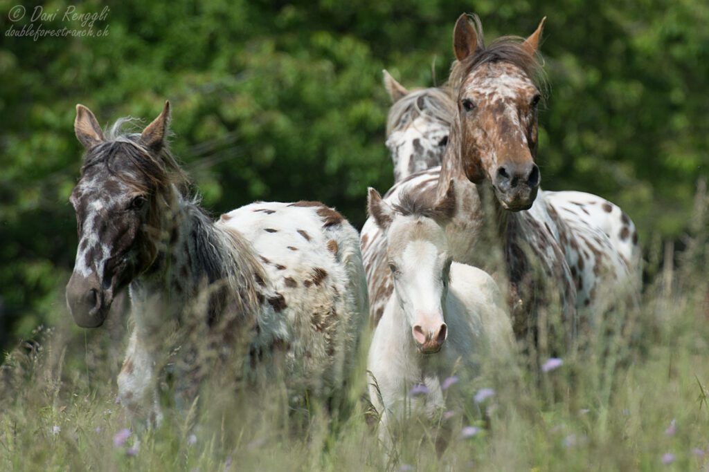 Walkaloosa Registry in Cayucos, CA