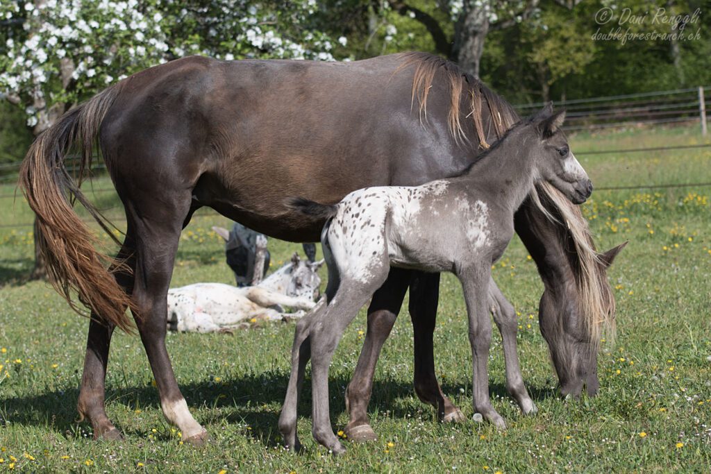 Walkaloosa Registry in Cayucos, CA