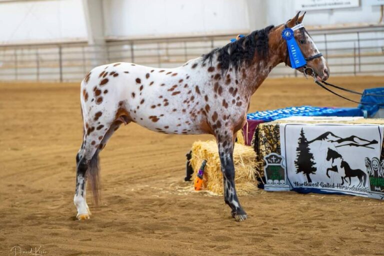 Walkaloosa Registry in Cayucos, CA