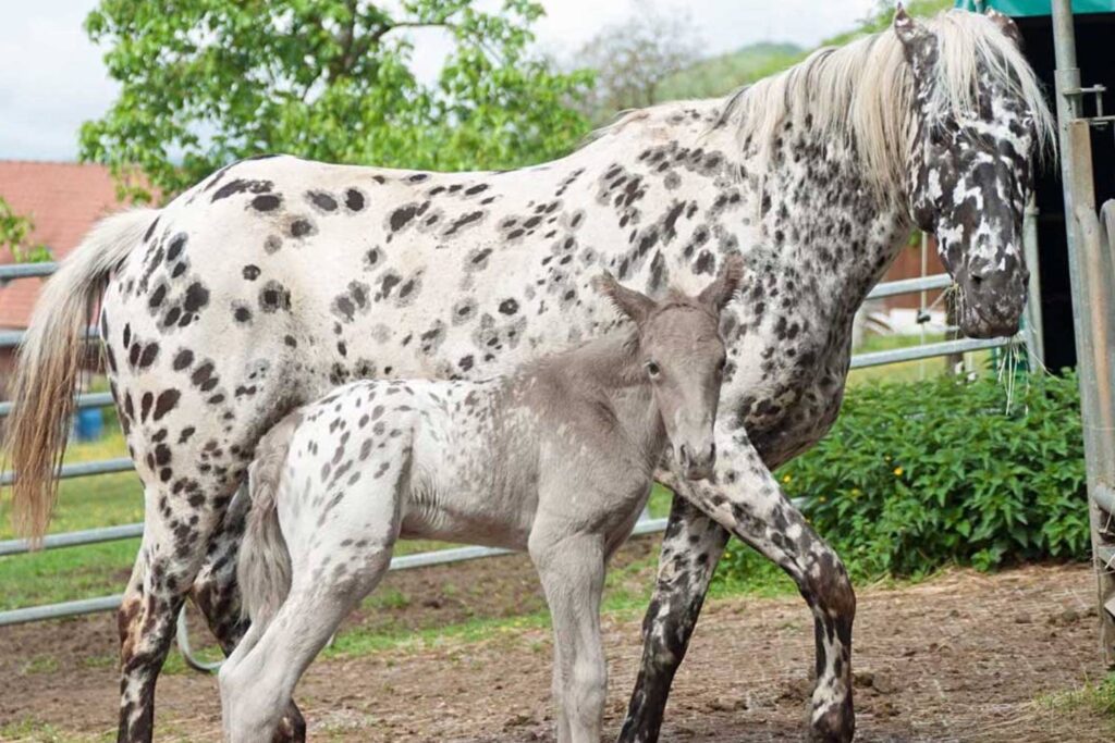 Walkaloosa Registry in Cayucos, CA